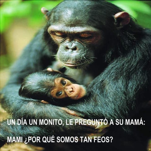 POR QUE SOMOS TAN FEOS | PPS