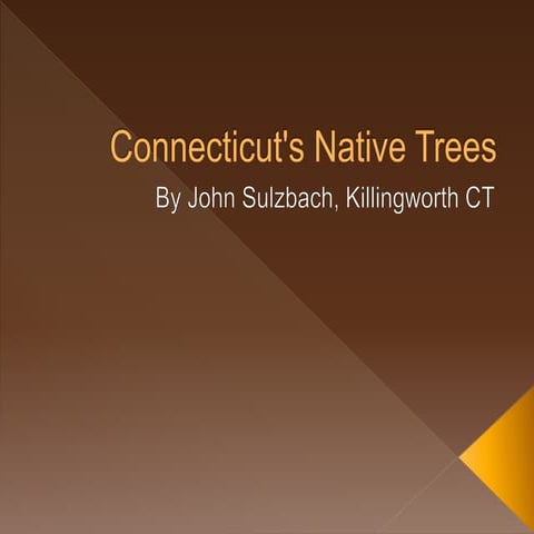 Connecticut's Native Trees | PPTX
