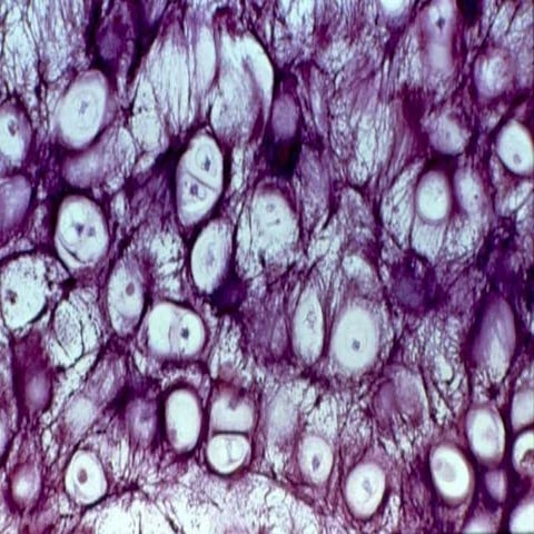 Connective Tissue Practice Part 1 | PPT