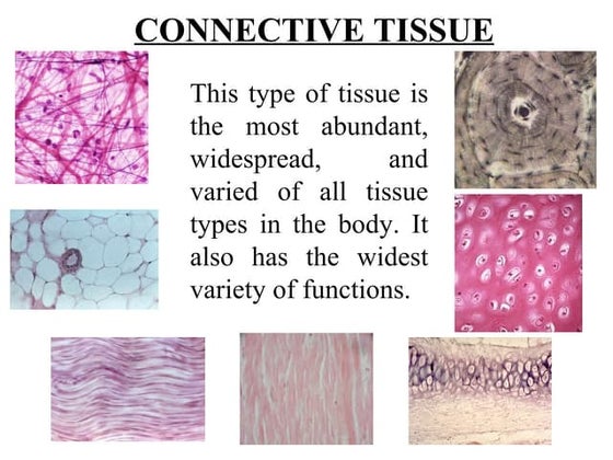 Connective tissue | PPTX | Biological Sciences | Science