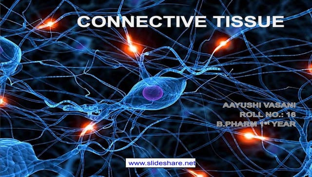 Connective tissue slides | PPT