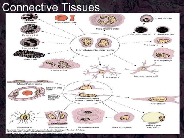 Connective Tissue Table.docx