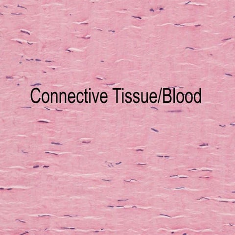 Connective_tissuesBlood Medical school lecture | PPTX