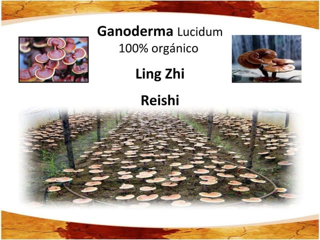 Beneficios del Ganoderma Lucidum en la Salud | PPTX | Biological ...