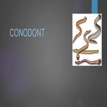 conodonts.pptxggghhhghhhhhhhhhhbhhjhhhhb | PPTX | Science