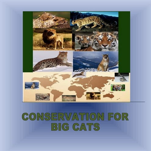 Conservation for big cats | DOC