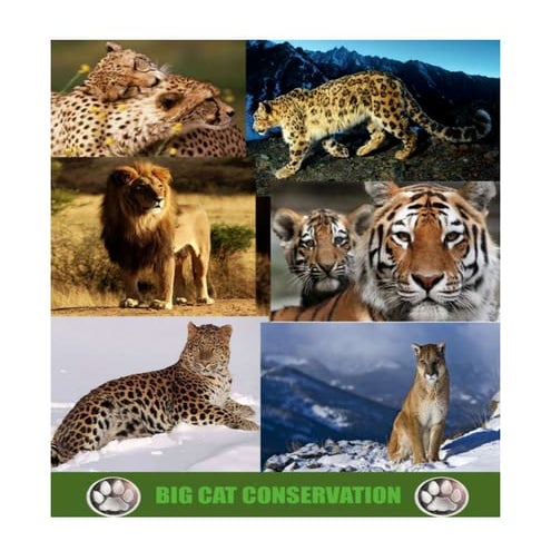 Conservation for big cats | DOCX