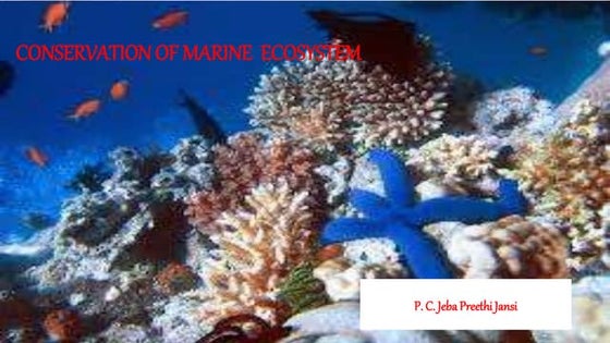 Marine ecosystem slide show created by Leasa Konza | PPT