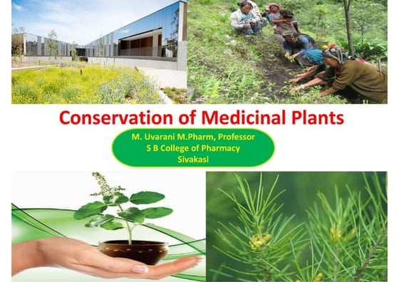 Conservation of medicinal plants | PPT