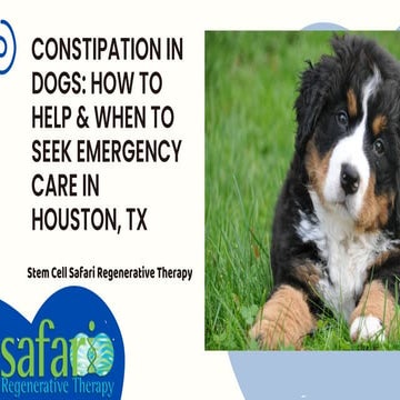 Constipation In Dogs How To Help & When To Seek Emergency Care In ...