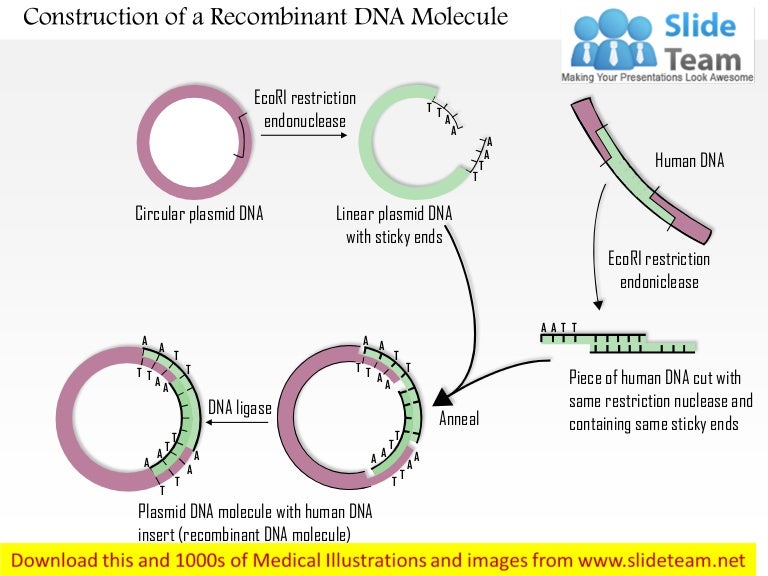 Construction of a recombinant dna molecule medical images for power p…