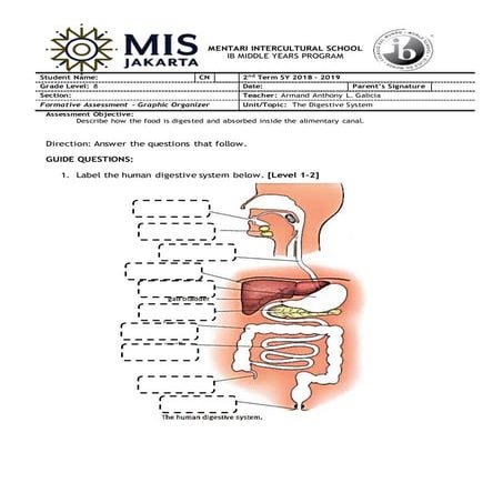 Content organizer the human digestive system | PDF