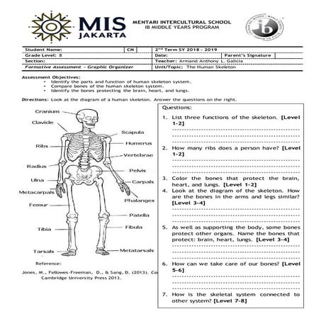 Content organizer the human skeleton | DOCX | Bone and Joint Conditions ...