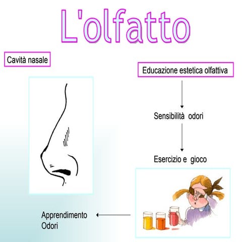 Continuo olfatto | PPT