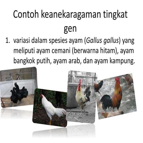 Contoh keanekaragaman tingkat gen | PPTX