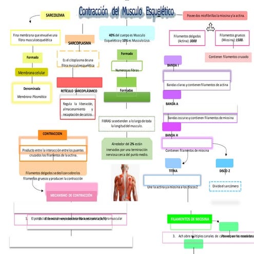 CONTRACCIÓN MUSCULAR- MP.docx
