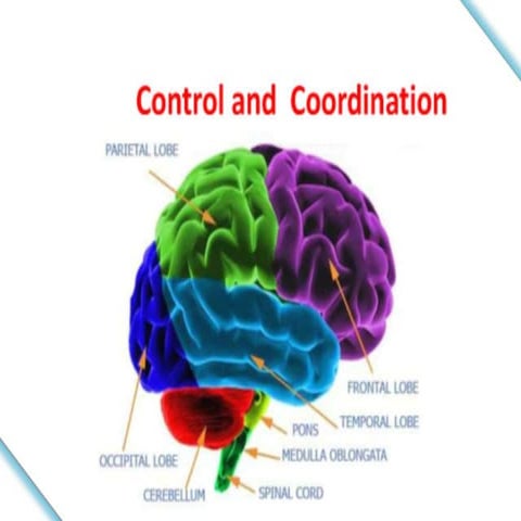 Control and coordination.ppt