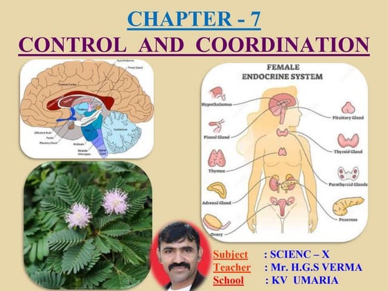 Control And Coordination Class 10 Chapter 7 Bio Pptx