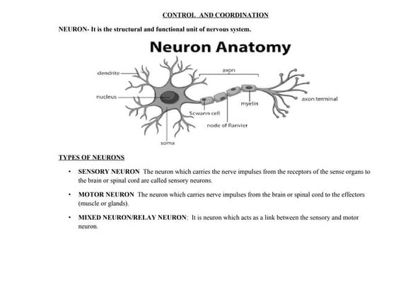 CBSE - Grade 10 - Science - Biology - Ch 2 - Control and Coordination ...