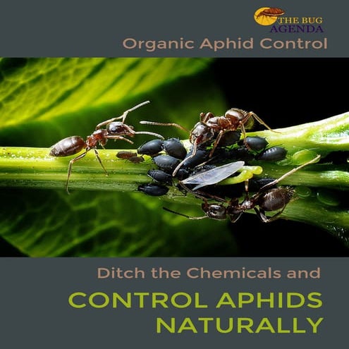 Natural enemies of Sugarcane Aphid | PPTX