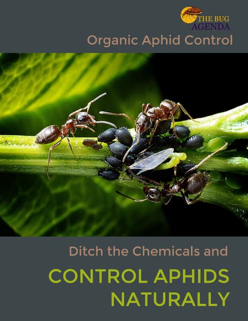 Orchid Care 101 | PPT