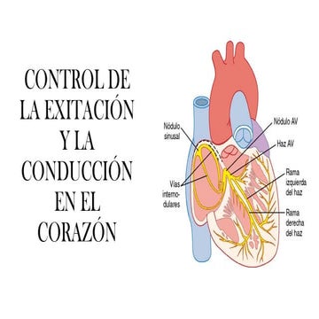 CONTROL DE LA EXITACIÓN Y LA CONDUCCIÓN EN.pptx