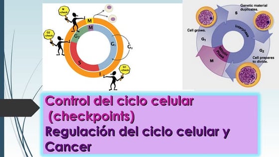 Ciclo celular: Mitosis | PPTX
