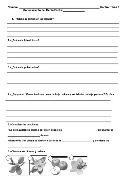 Hoja De Trabajo Sobre Partes De Plantas
