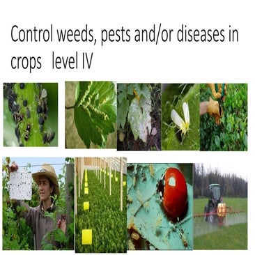 Control weeds, diseases and insects in field crops | PPTX
