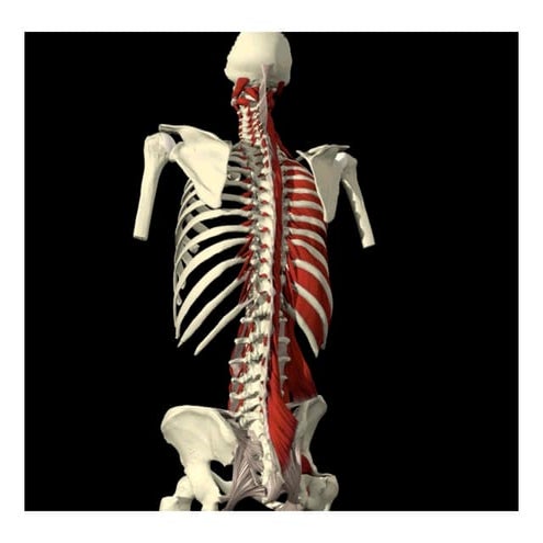 The stabilizing system_of_the_spine_part_1 | PDF