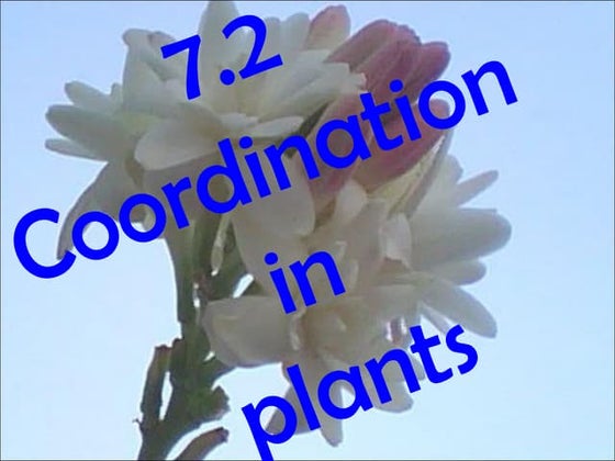 Coordination in plants | PPTX | Endocrine and Metabolic Diseases | Diseases and Conditions