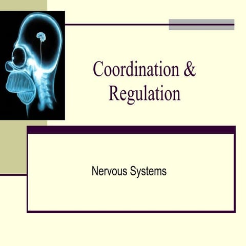 6 - Coordination & regulation | PPT