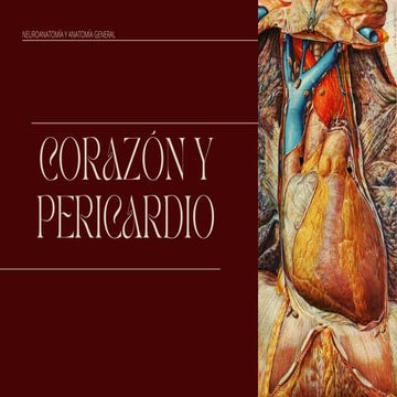 Anatomía general de corazón y pericardio | PDF