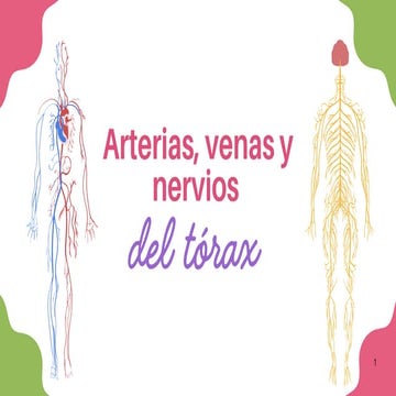Arterias, Venas y Nervios del Torax completo | PDF