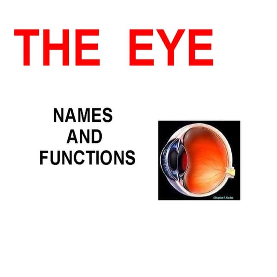 THE EYE names and functions year 6 | PPT