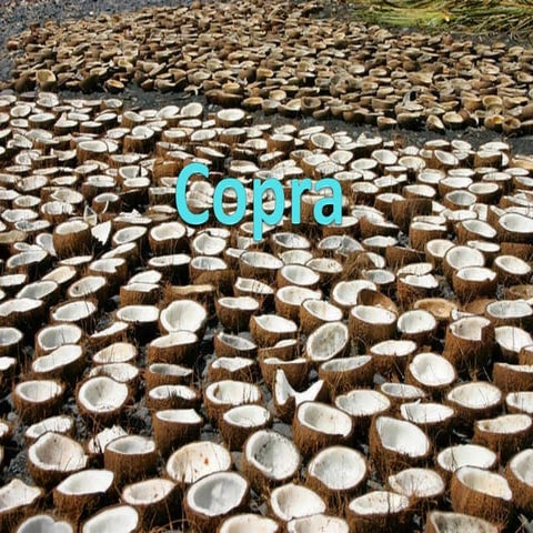 5-Different-Growth-Stages-of-Coconut.pptx