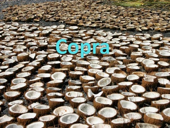 Native chicken production in the philippines | PPT | Agriculture ...