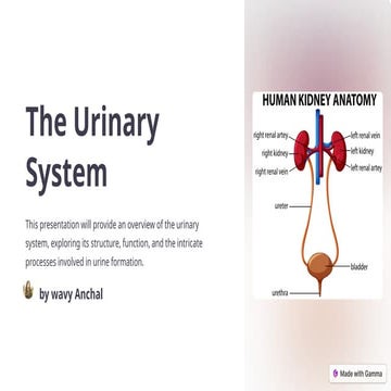 Copy-of-The-Urinary-System. pptx | PPT | Free Download
