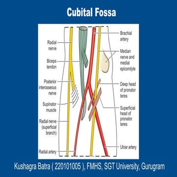 CUBITAL FOSSA.pptx