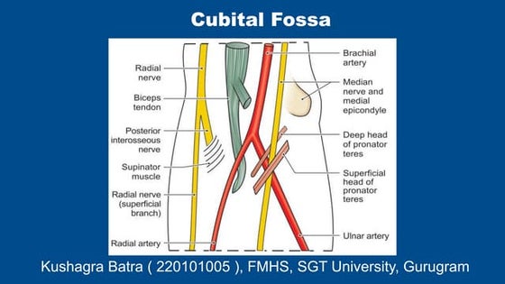 Exploring the Anatomy and Clinical Importance of the Cubital Fossa: A ...