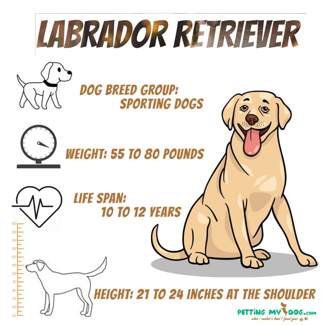 Labrador retriever | PDF