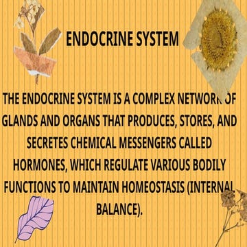 Endocrine System Anatomy | PPTX