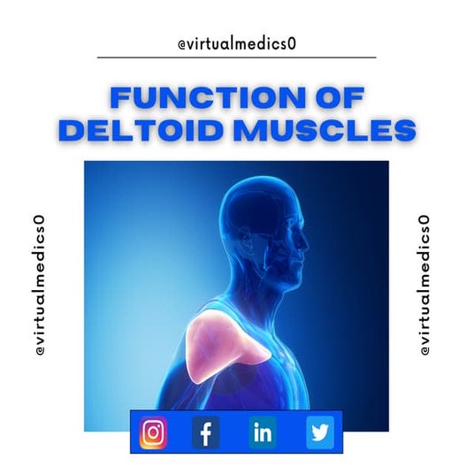 Muscles of Shoulder | PDF