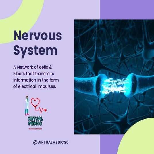 Nervous System | PPT