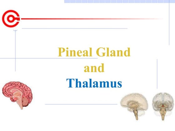 PINEAL GLAND.pptx