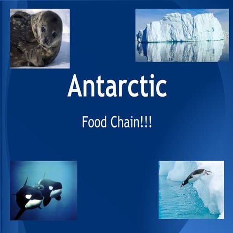 Antarctic Food Chain L2. Antarctica Food Chain And Wildlife Ap | PPTX