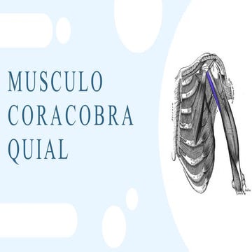 MUSCULO CORACOBRAQUIAL PRESENTACION.pptx