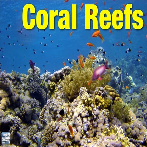 IGCSE Geography: Marine Processes: Coral Reefs | PDF
