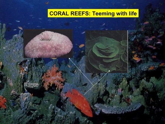 Coral reef presentation | PPTX | Geology | Science