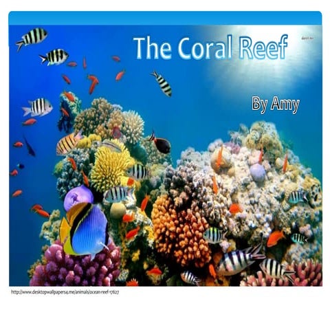 Coral Amy | PPT